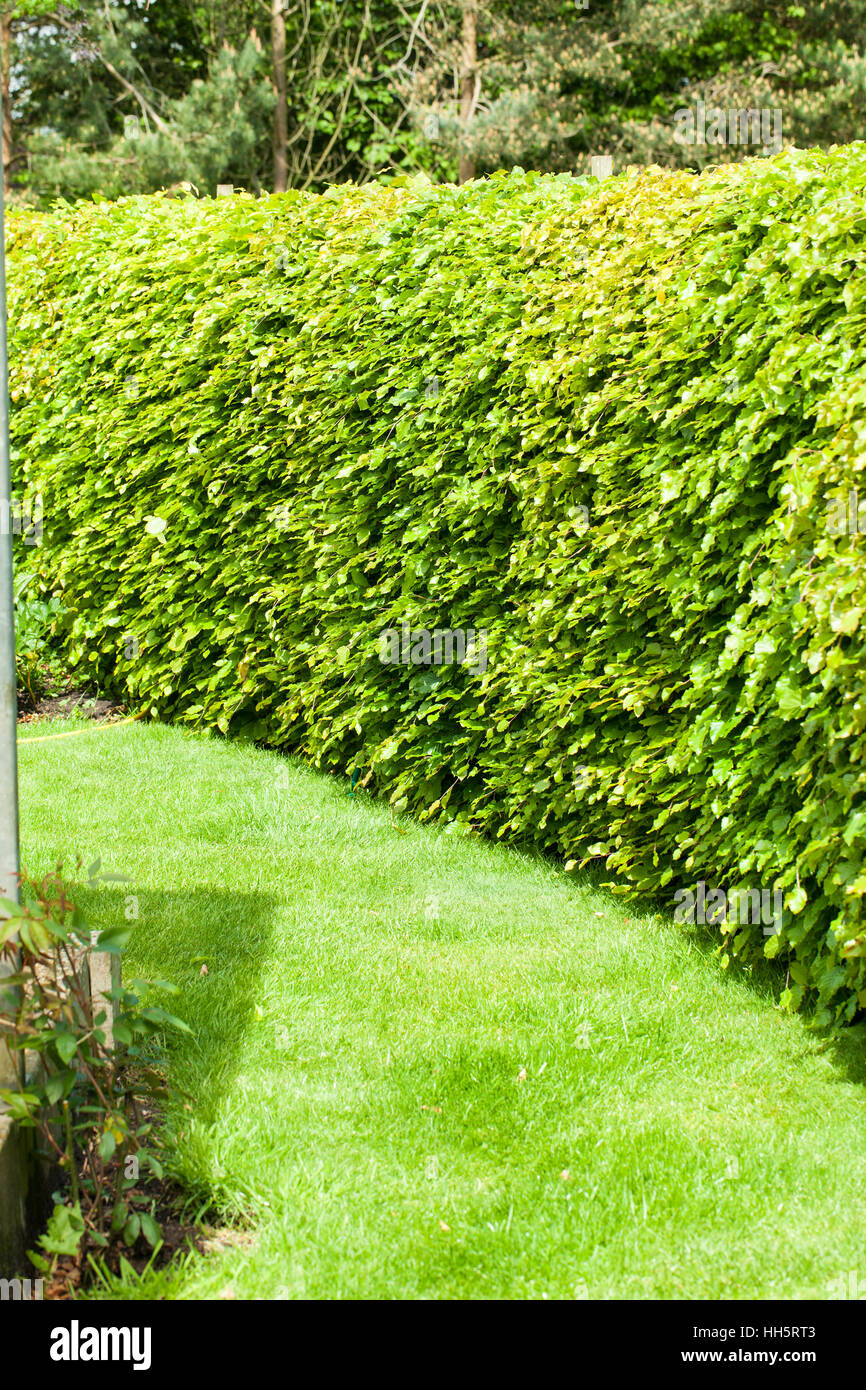 Fagus sylvatica hedge -Fotos und -Bildmaterial in hoher Auflösung – Alamy