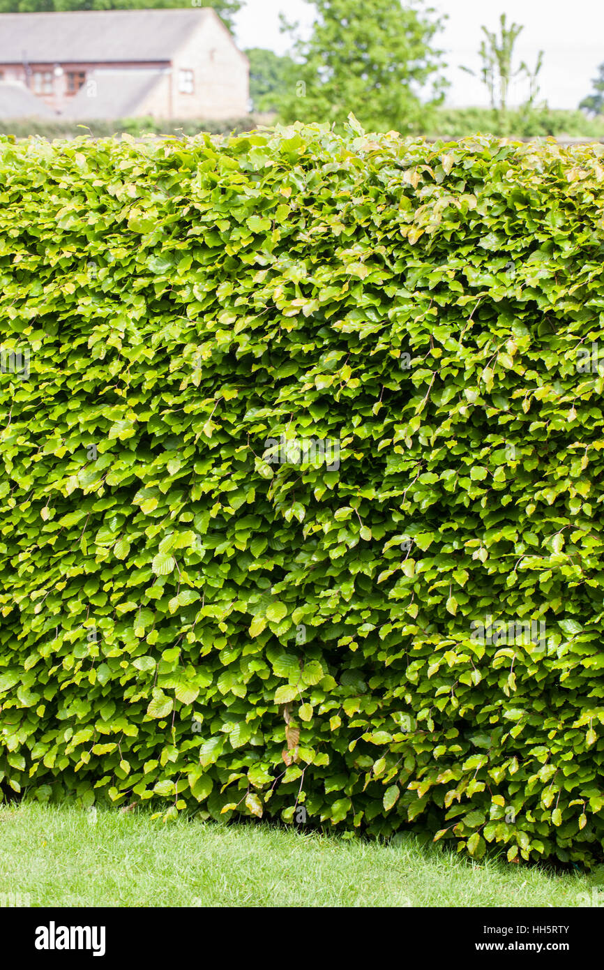 Hedge fagus sylvatica -Fotos und -Bildmaterial in hoher Auflösung ...