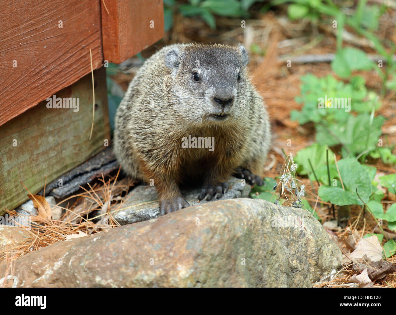 Waldmurmeltier marmota monax auf einem felsen -Fotos und -Bildmaterial in hoher Auflösung – Alamy