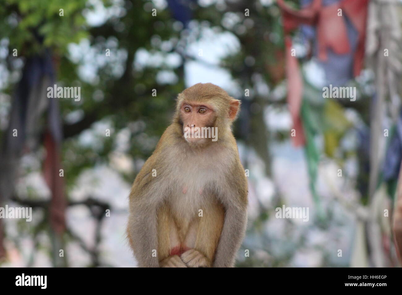 Affen schnappen -Fotos und -Bildmaterial in hoher Auflösung – Alamy