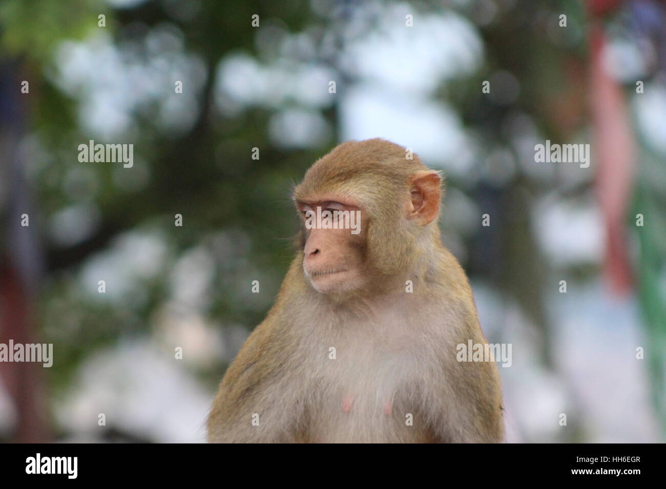 Affe nepal -Fotos und -Bildmaterial in hoher Auflösung – Alamy