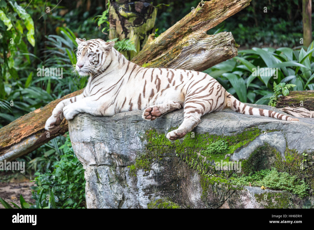 Seltener Weißer Tiger Stockfotos & Seltener Weißer Tiger Bilder - Alamy