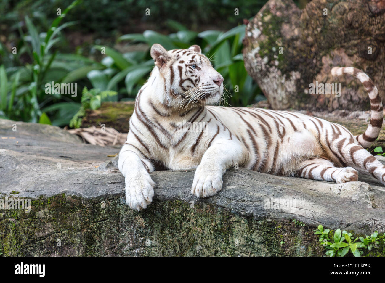 Seltener Weißer Tiger Stockfotos & Seltener Weißer Tiger Bilder - Alamy
