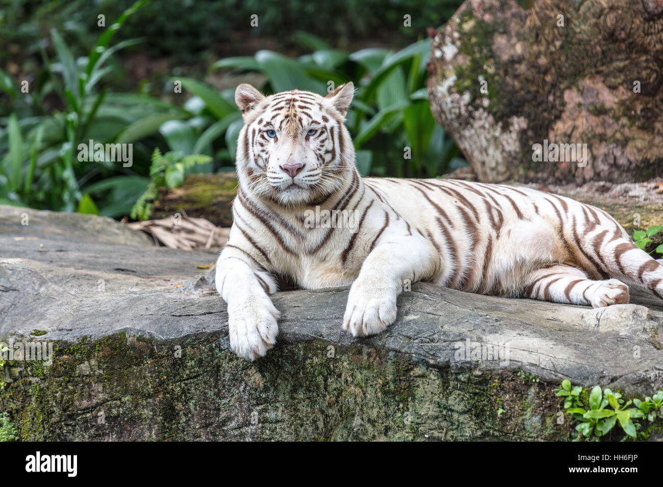 Seltener Weißer Tiger Stockfotos & Seltener Weißer Tiger Bilder - Alamy