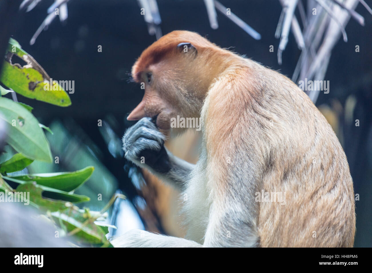 Big Nose Monkey Stockfotos und -bilder Kaufen - Alamy
