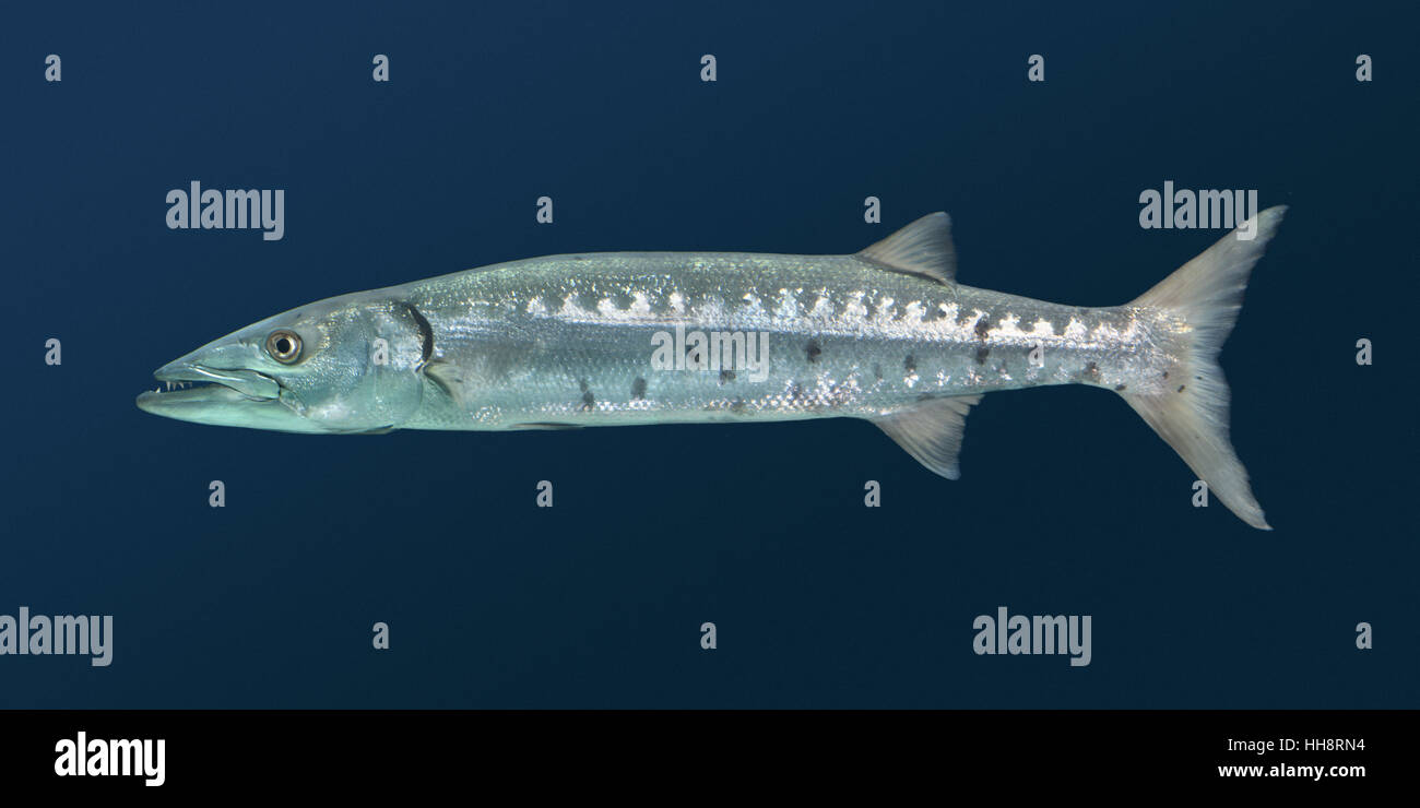 Great Barracuda Stockfotos und -bilder Kaufen - Alamy