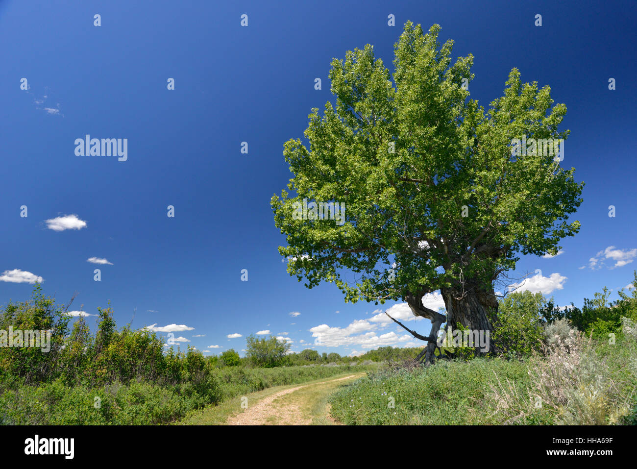 Baum Pappel - Populus Freemontii - The Badlands, Dinosaur Provincial ...