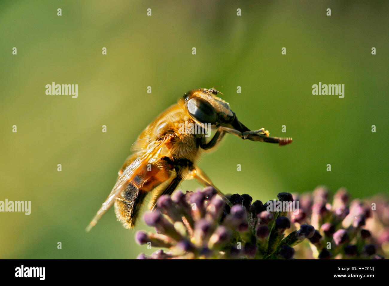 Insekten, fliegen, Rüssel, Einnahme, sauber, Makro, Nahaufnahme, Makro ...