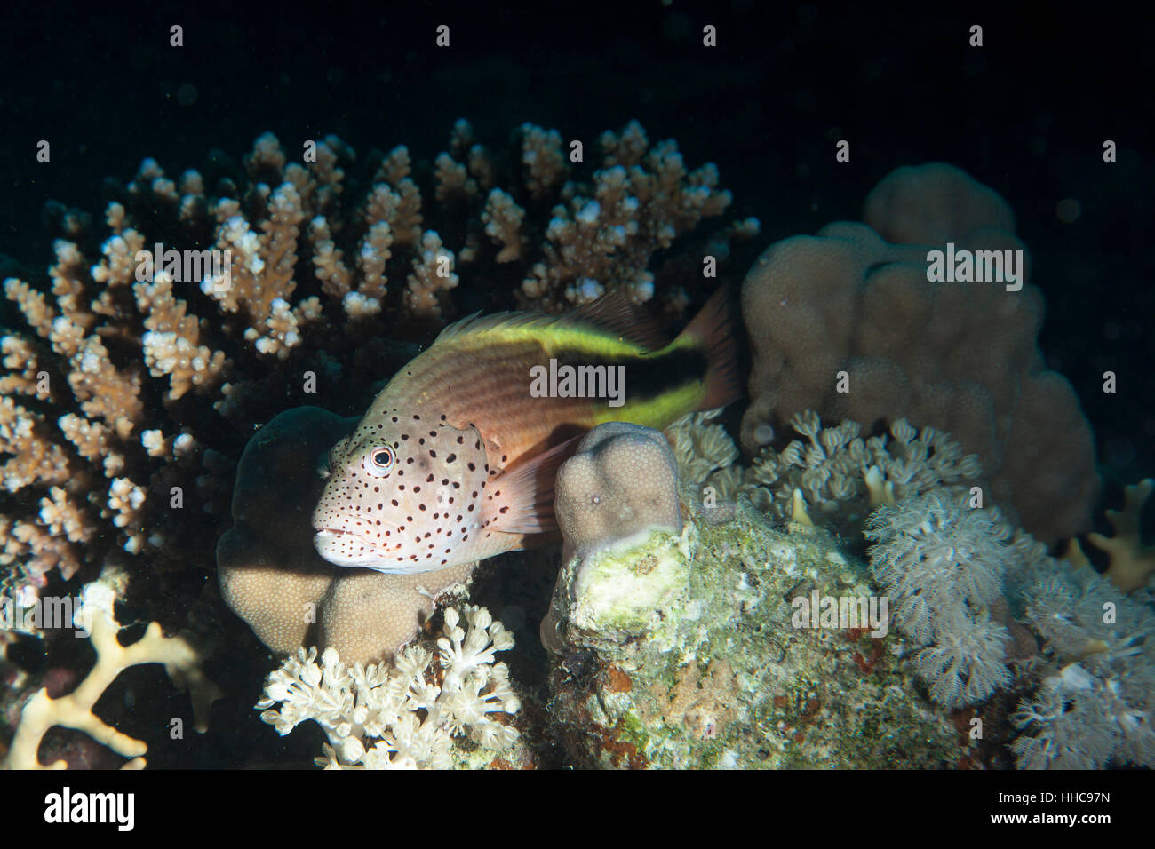 Unterwasserwelt: am Riff, el Quseir, Ägypten, Rotes Meer ...