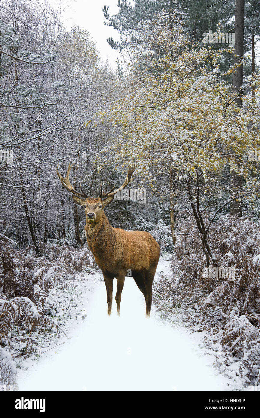 Rothirsch hirsch im schnee -Fotos und -Bildmaterial in hoher Auflösung ...