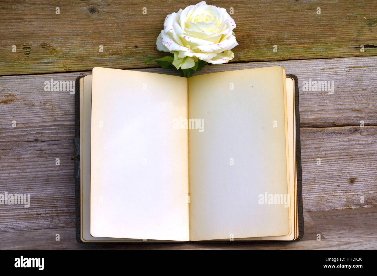 Book rose -Fotos und -Bildmaterial in hoher Auflösung - Seite 2 - Alamy