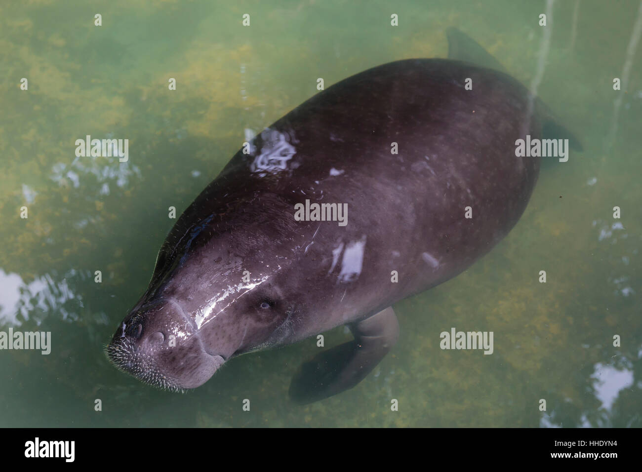 Amazonian manatee rescue center -Fotos und -Bildmaterial in hoher ...