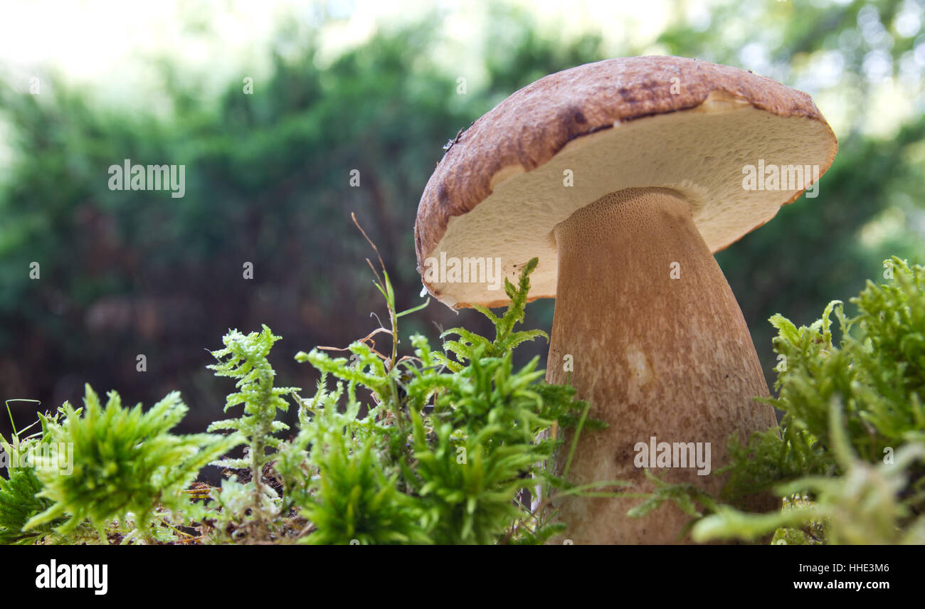 Pilze Mit Gelben Schwamm