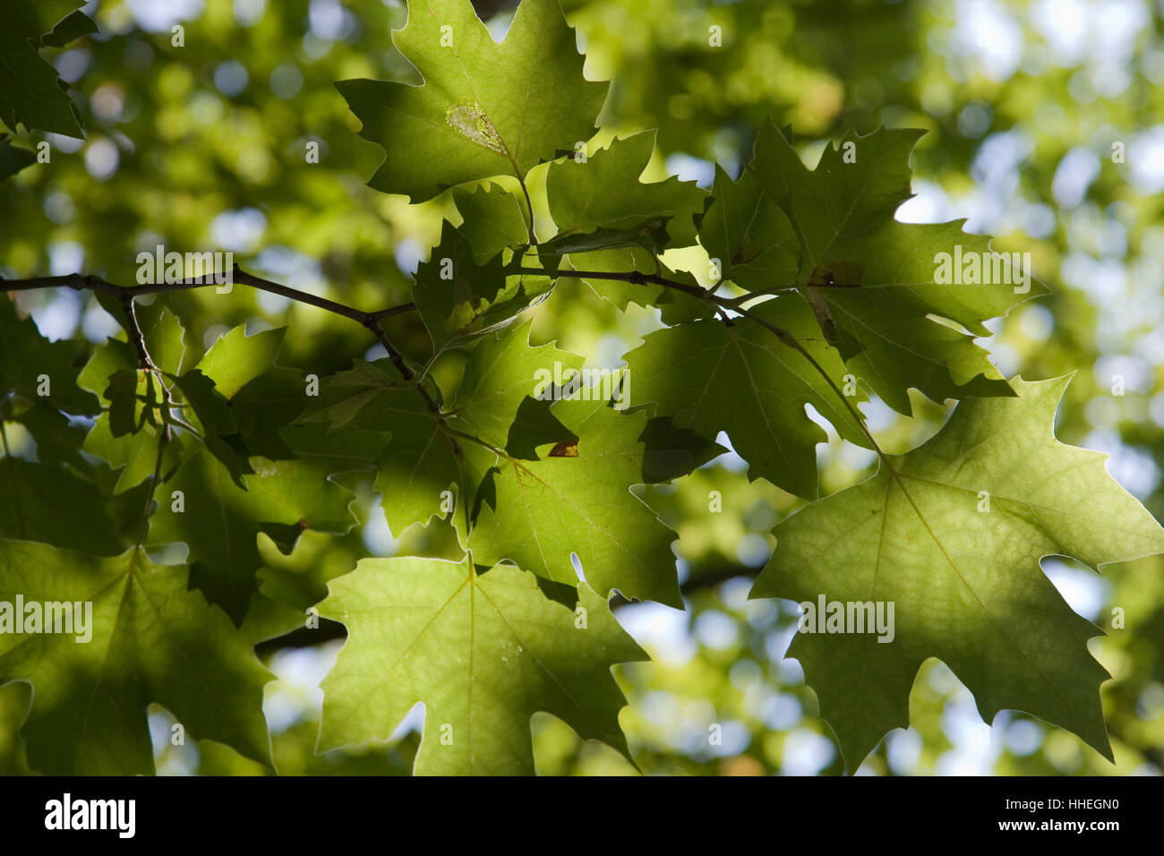 Platan tree -Fotos und -Bildmaterial in hoher Auflösung – Alamy