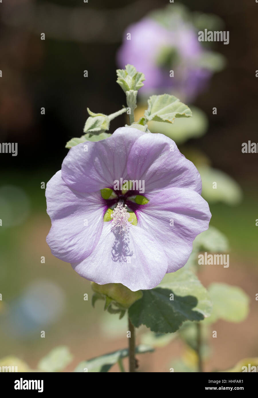 Mittelmeer-Buschmalve, Buschmalve, Busch-Malve, Strauchmalve ...