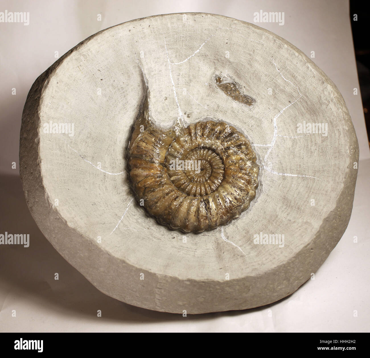 Fossil limestone paleontology -Fotos und -Bildmaterial in hoher ...