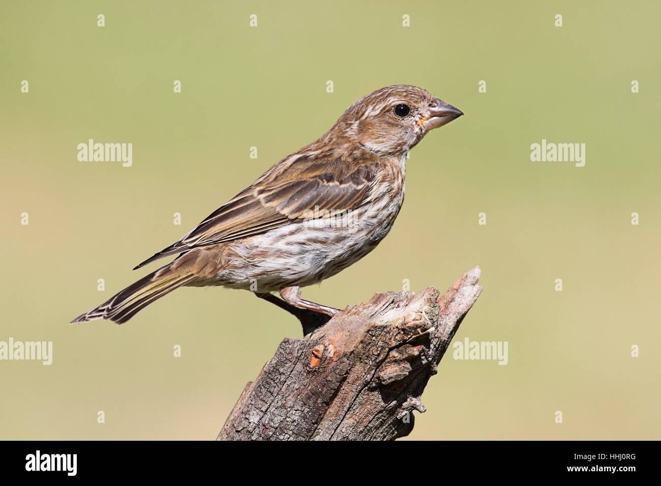 Lila fink carpodacus purpureus weiblich -Fotos und -Bildmaterial in ...