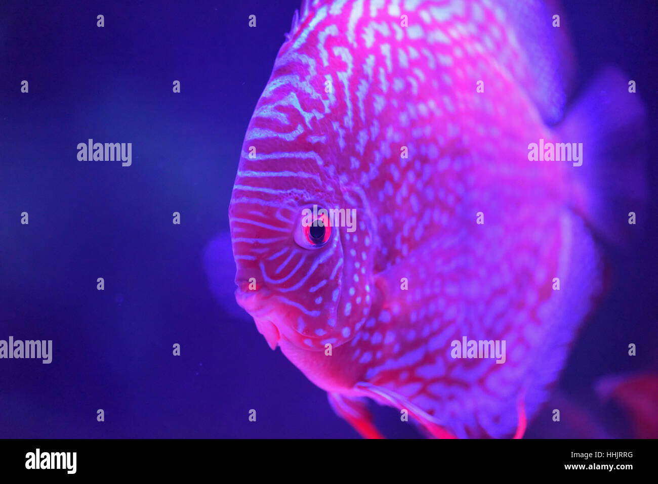 Diskus fisch -Fotos und -Bildmaterial in hoher Auflösung – Alamy