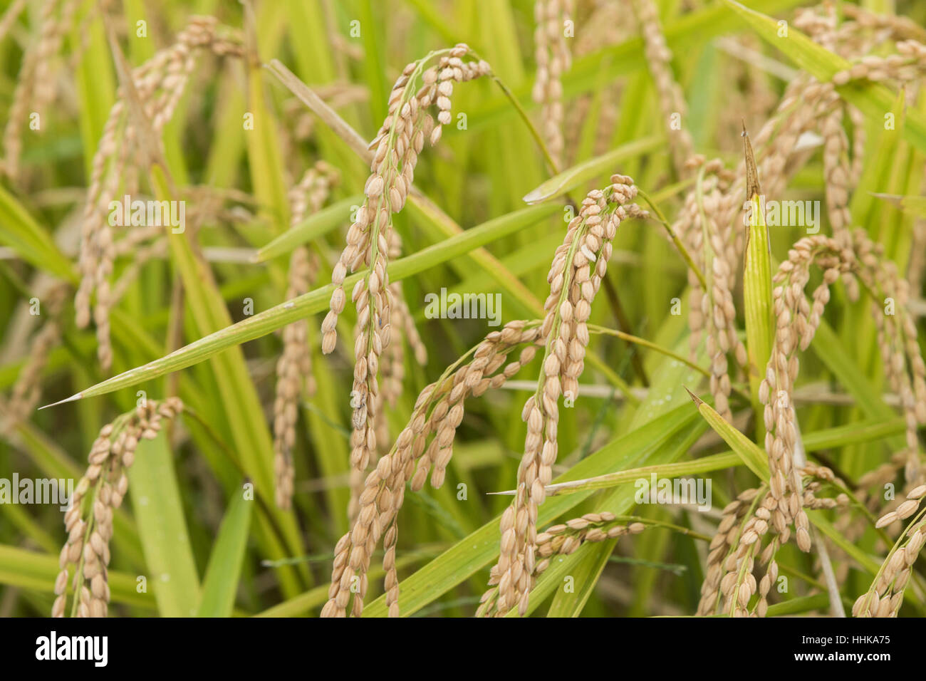 Reis-Feld in der Ernte, Isehara City, Präfektur Kanagawa, Japan ...