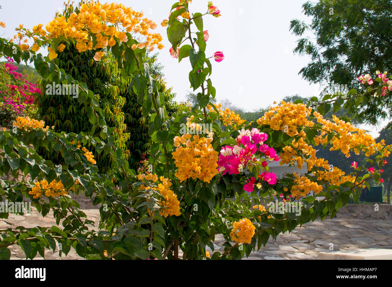 Plant tropical bush -Fotos und -Bildmaterial in hoher Auflösung – Alamy