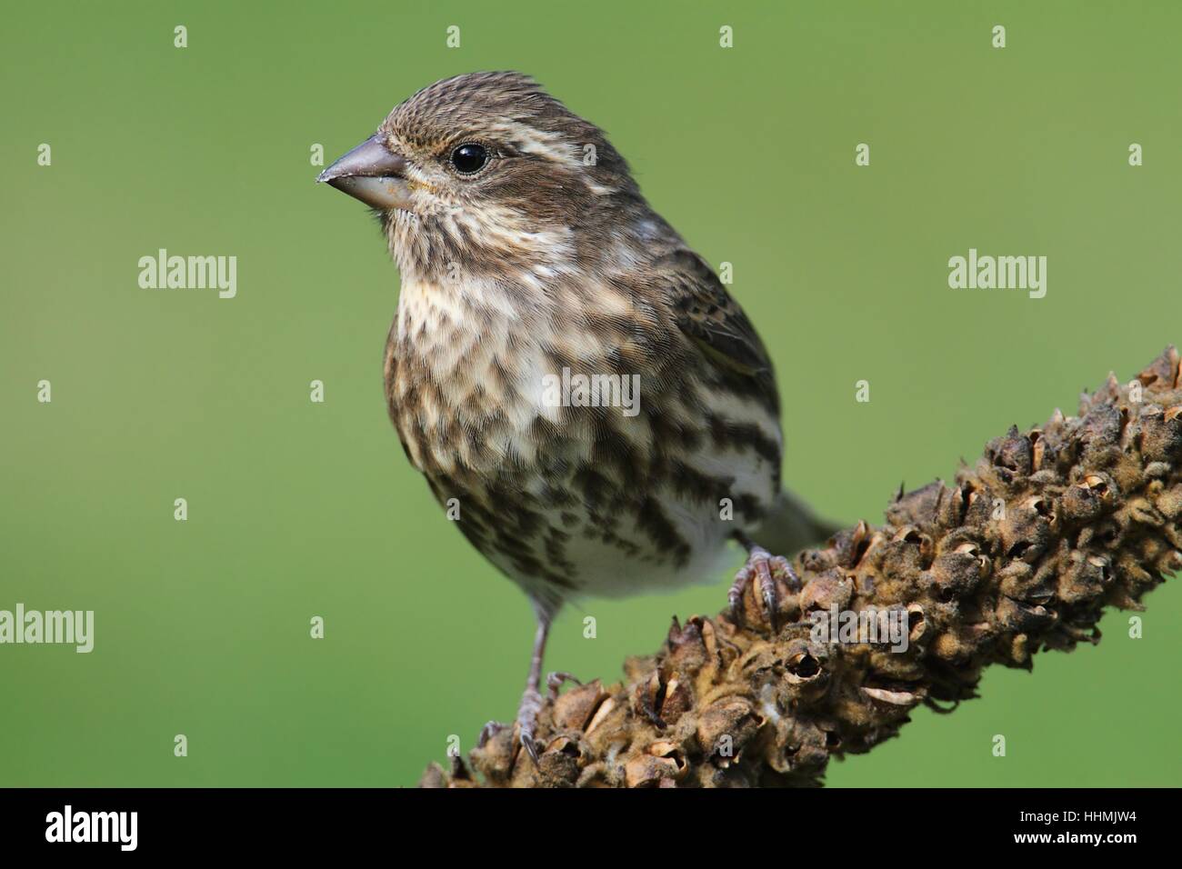 Lila fink carpodacus purpureus weiblich -Fotos und -Bildmaterial in ...