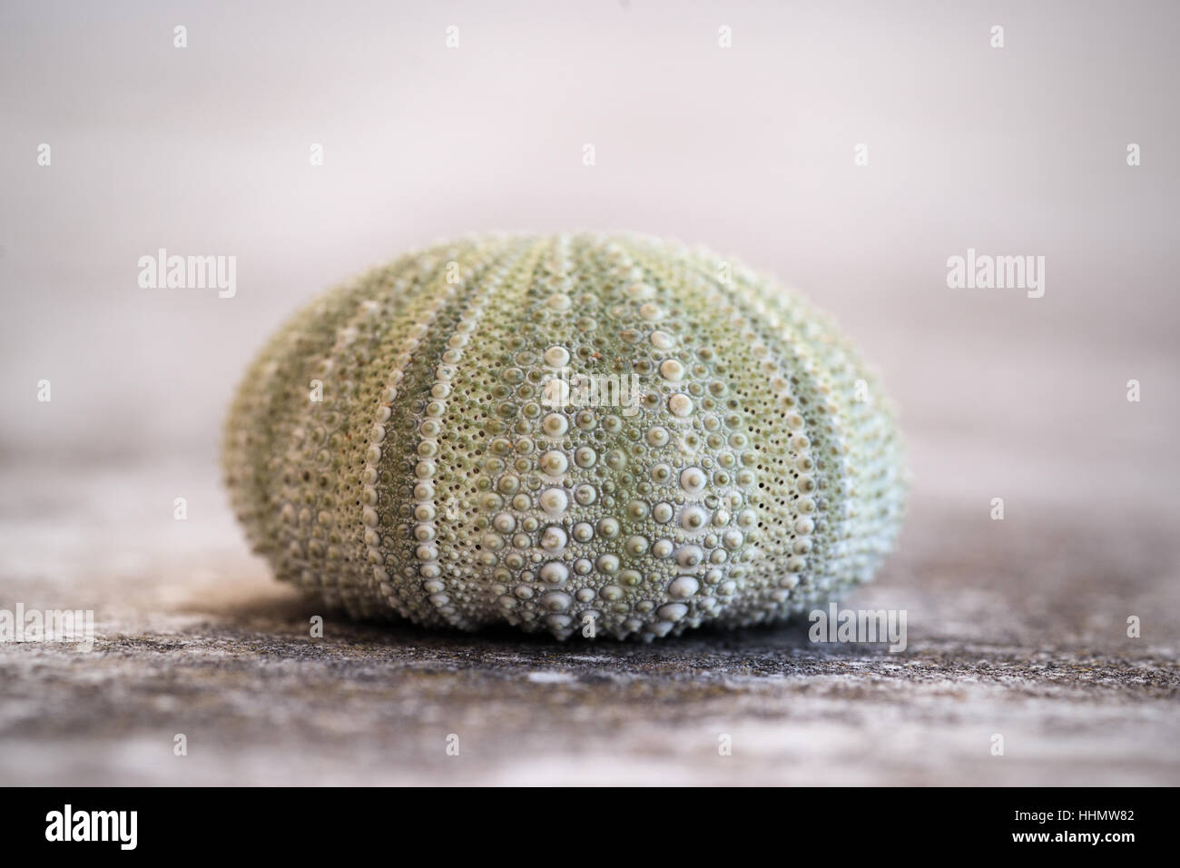 Seeigel (Echinoidea), Skelett Stockfotografie - Alamy