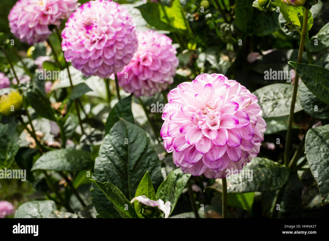 Blumen im september -Fotos und -Bildmaterial in hoher Auflösung – Alamy