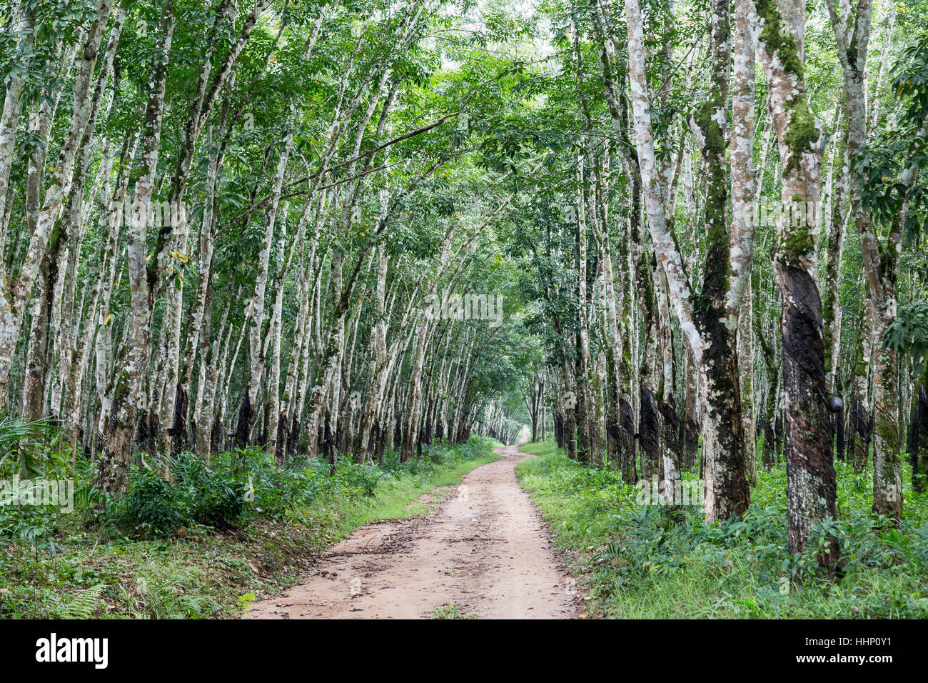 Pfad im Wald Stockfotografie - Alamy