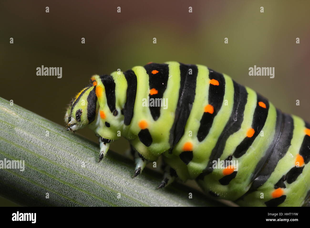 Schmetterling, Raupe, Streifen, Körper, grün, Stiel, Schmetterling ...