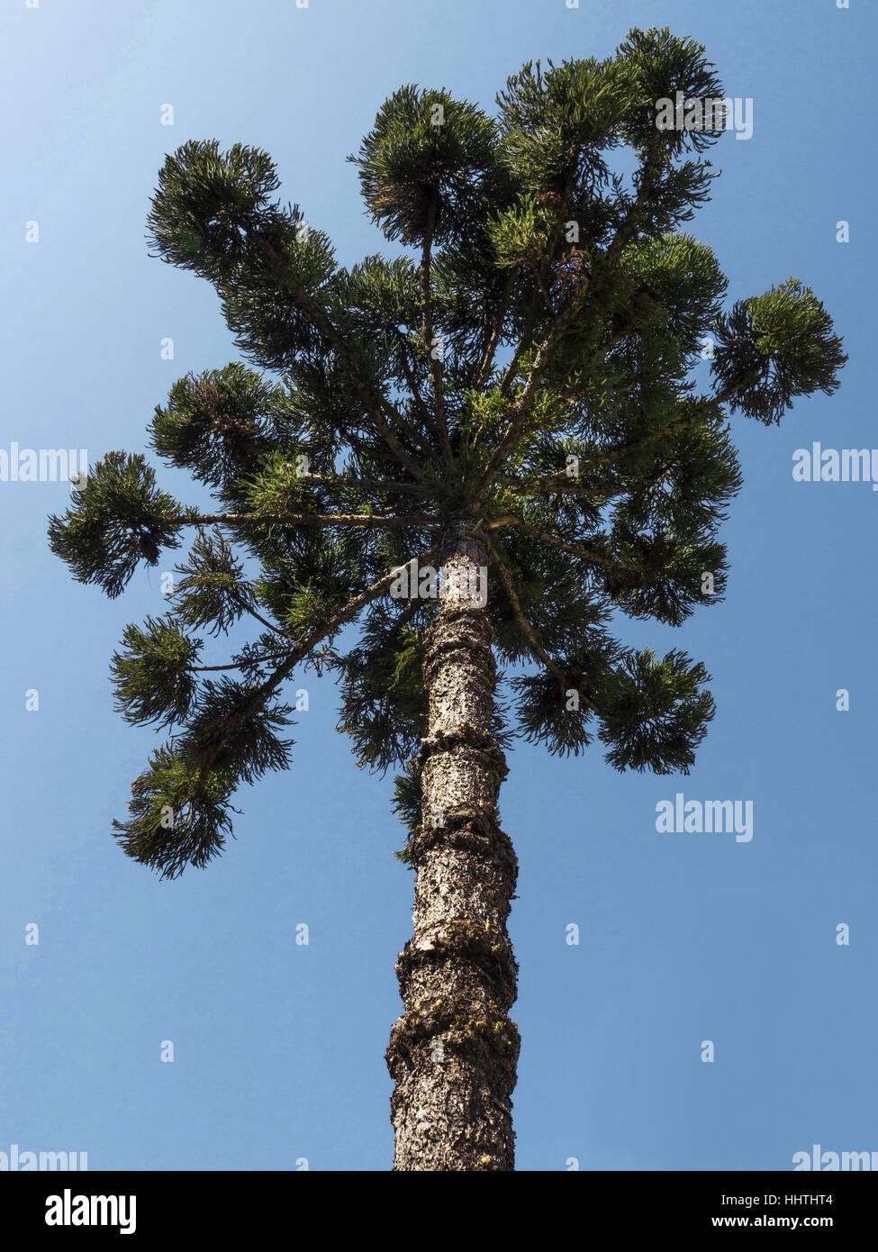 Baum der Araukarie (Araucaria Angustifolia Stockfotografie - Alamy