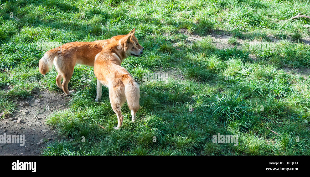 Dingo dog -Fotos und -Bildmaterial in hoher Auflösung – Alamy