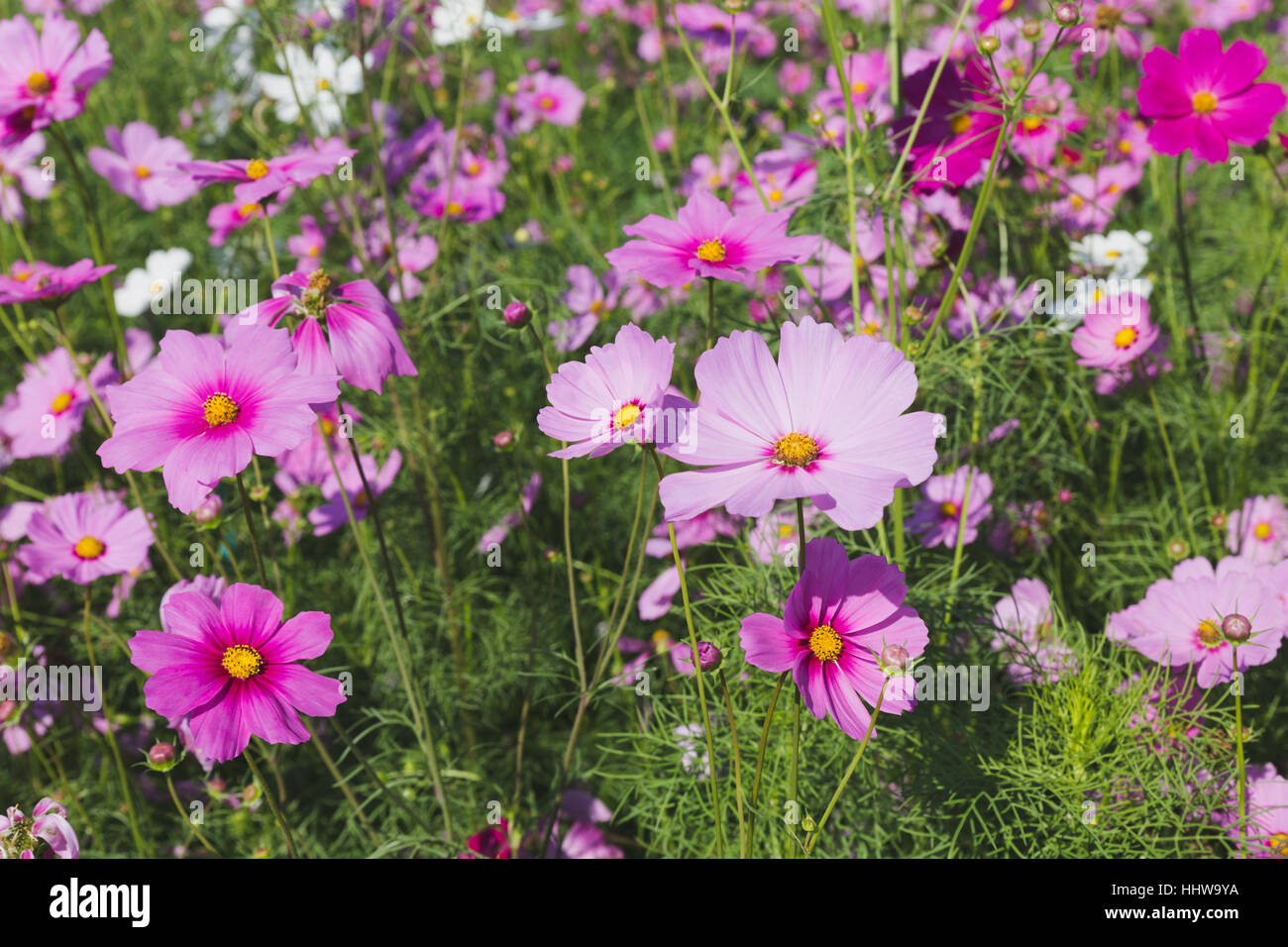 Kosmos blumenfeld -Fotos und -Bildmaterial in hoher Auflösung – Alamy