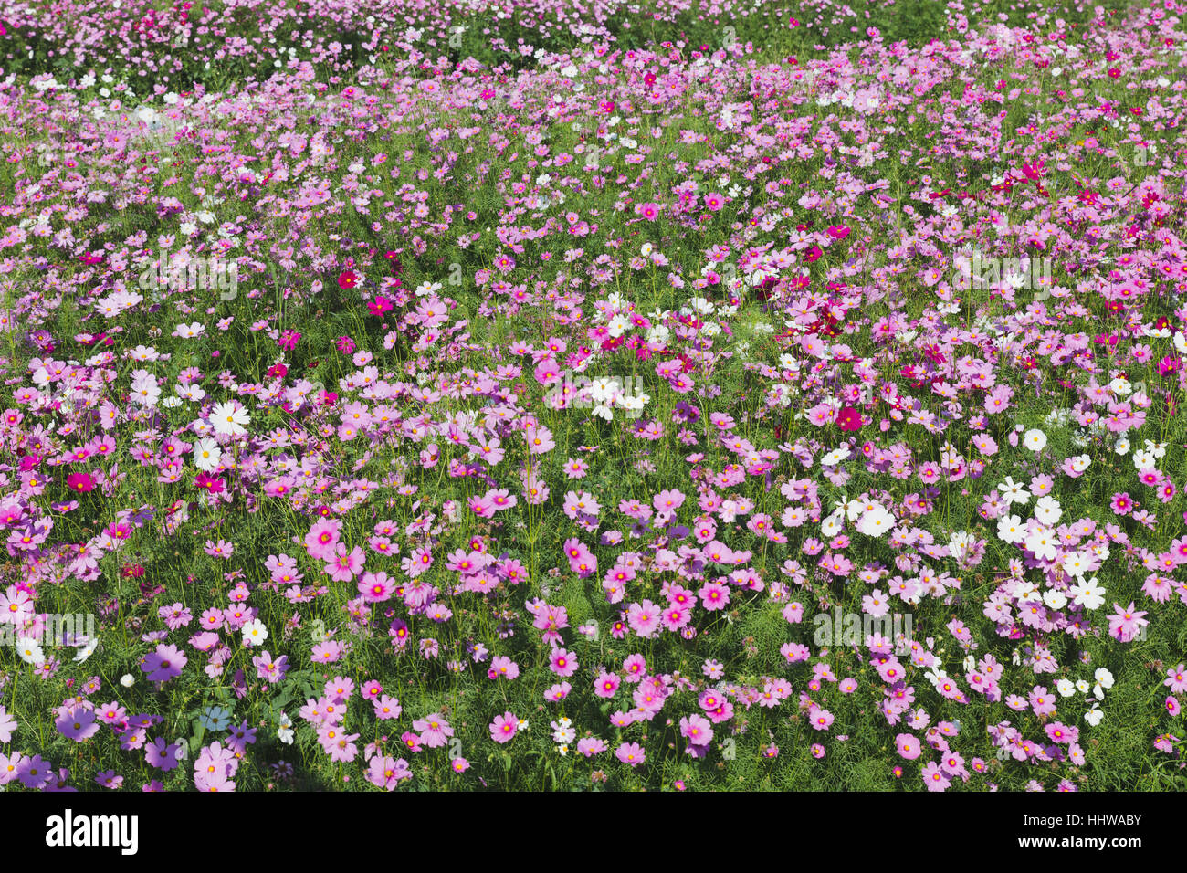 Kosmos blumenfeld -Fotos und -Bildmaterial in hoher Auflösung – Alamy