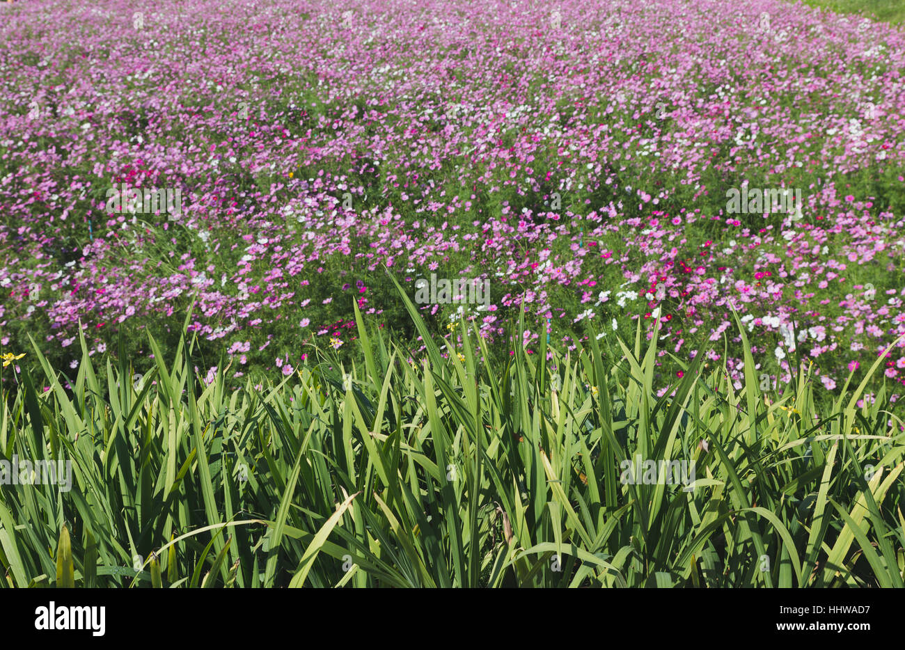 Kosmos Blumenfeld Stockfotos & Kosmos Blumenfeld Bilder - Alamy