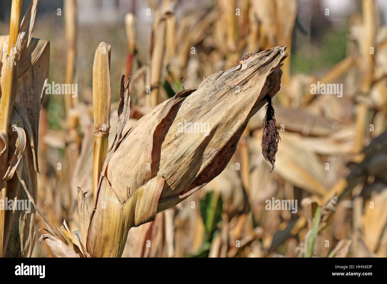 Landwirtschaft, Landwirtschaft, Weizen, Mais, Getreide, Sprossen ...