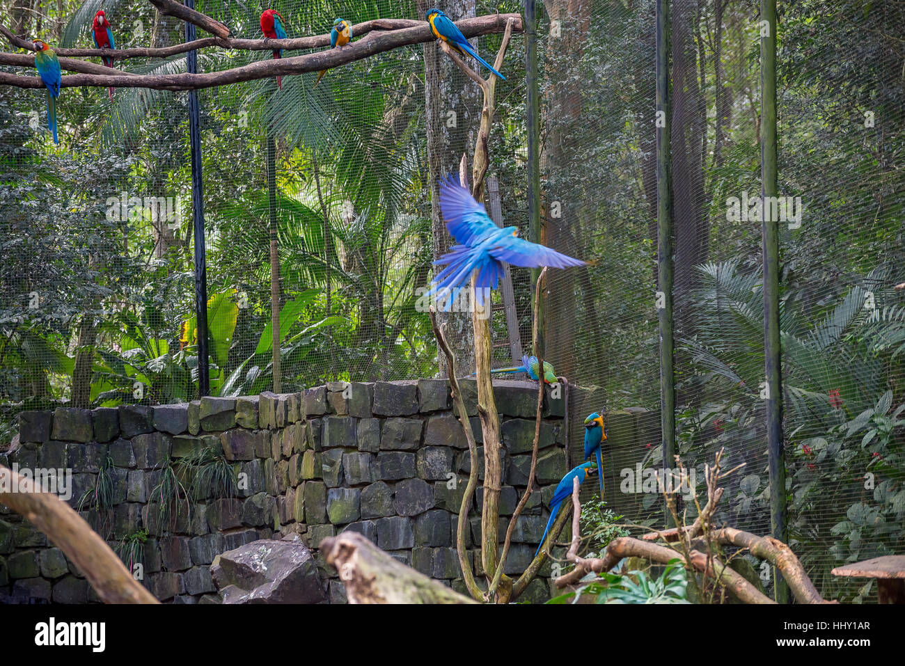 Bunte von blau und Gold Ara-Voliere Papageien-portrait Stockfotografie ...