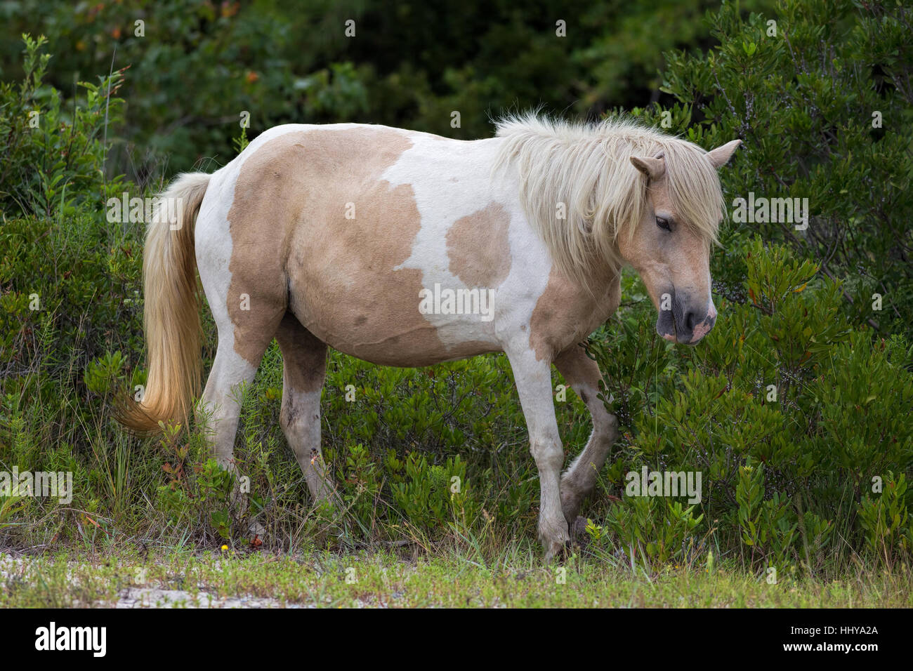 Ein wildes Pony, Pferd, Assateague Island, Maryland, USA. Diese Tiere ...