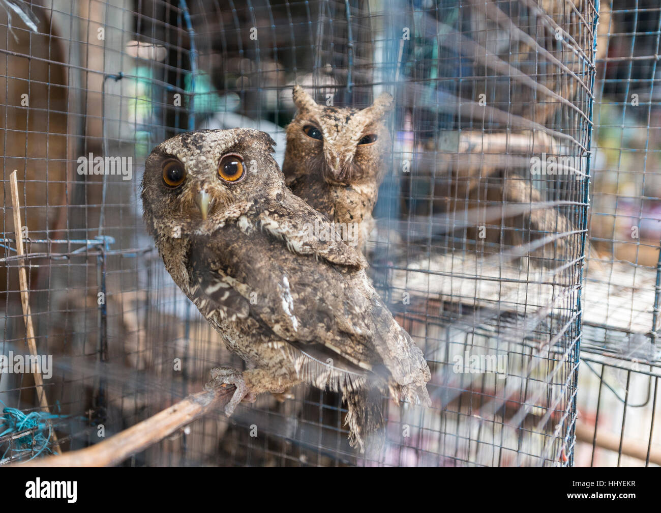 Zwei Eulen Stockfotos und -bilder Kaufen - Alamy