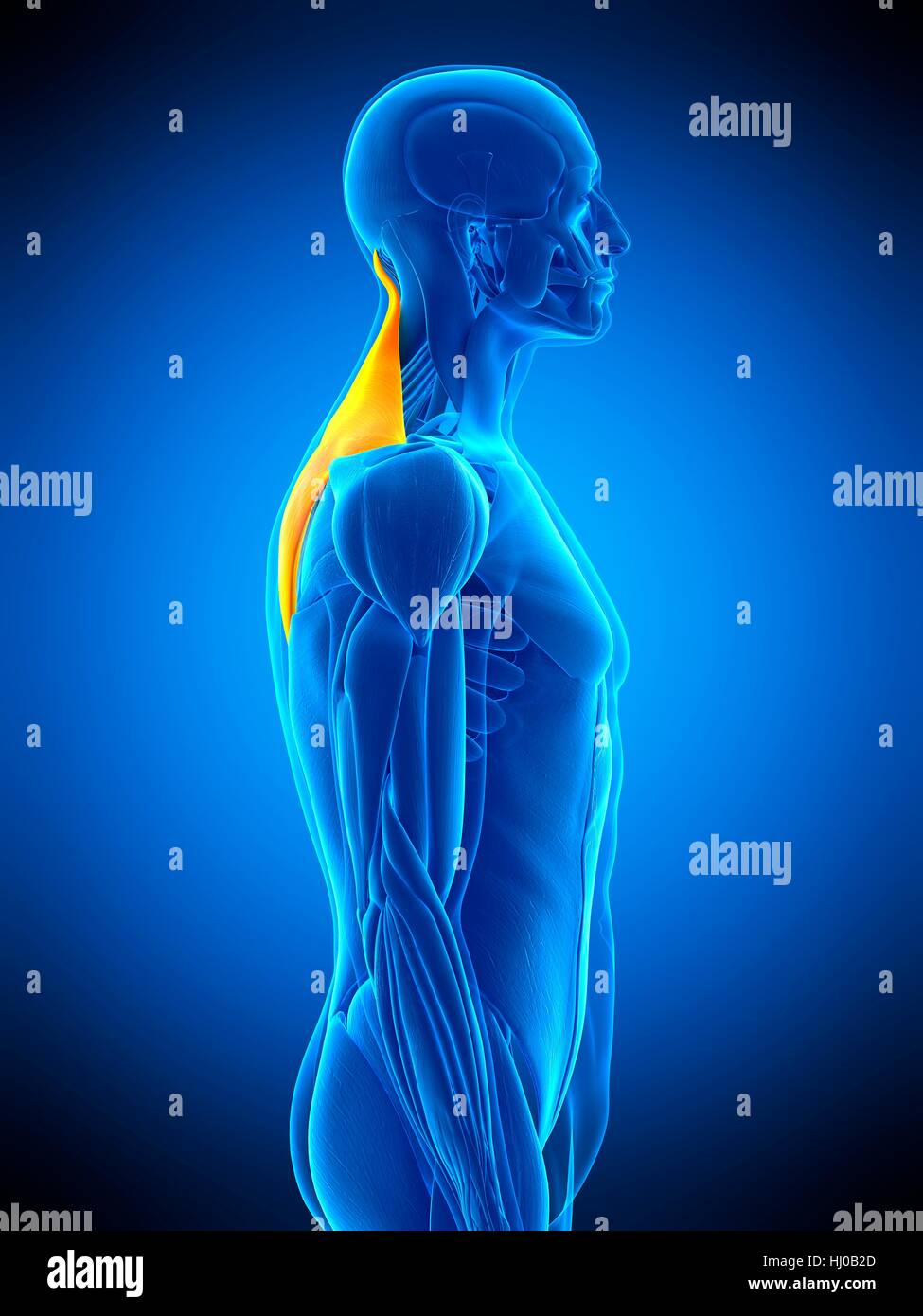 Illustration der Trapezius Muskel Stockfotografie - Alamy