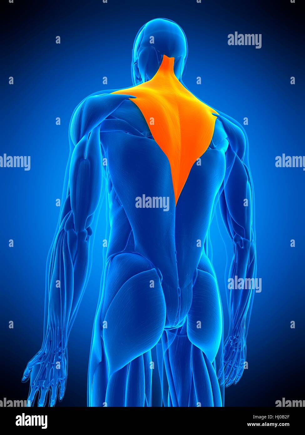 Illustration Trapezius Muscle Anatomy Stockfotos und -bilder Kaufen - Alamy