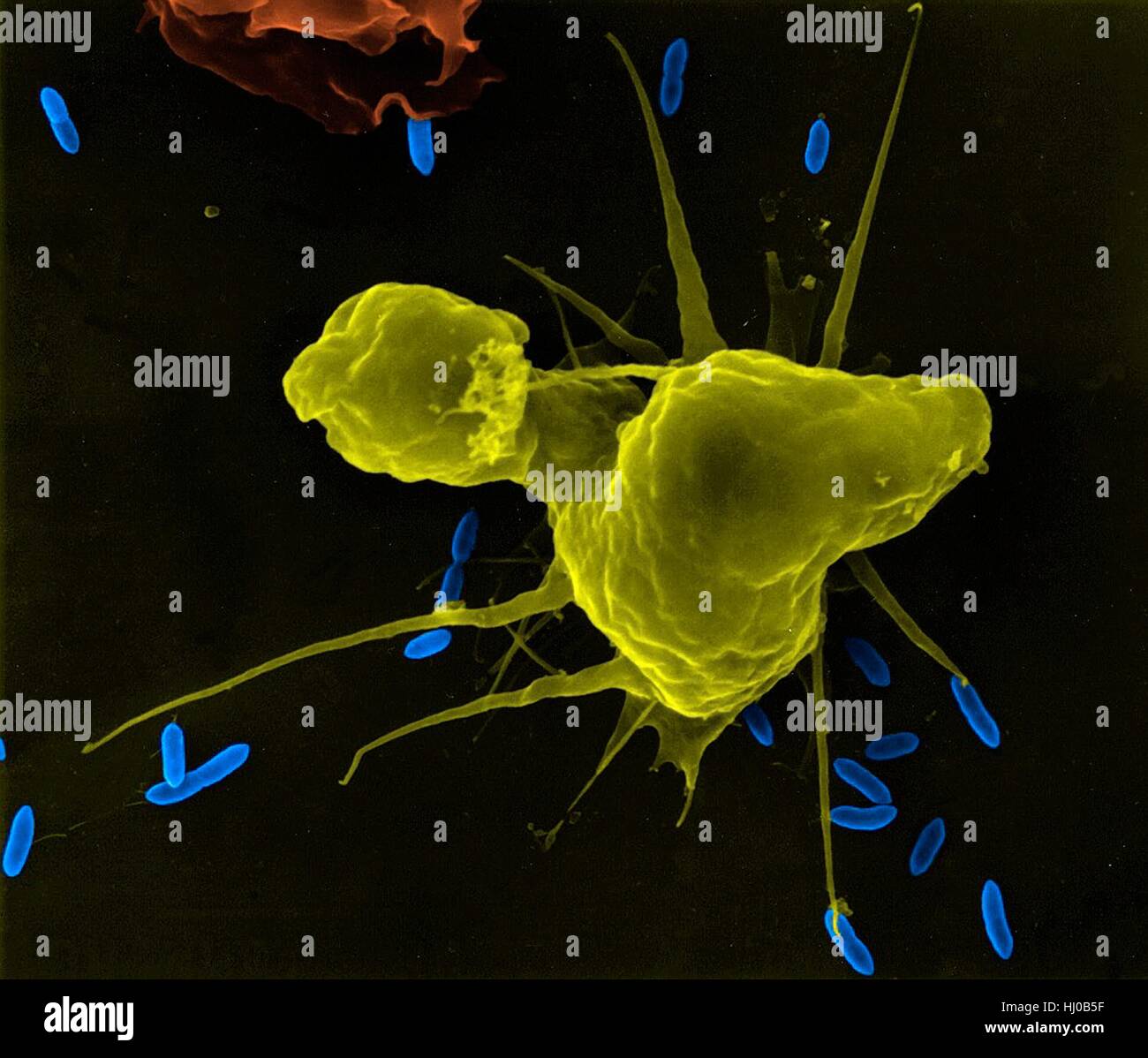 Retikuloendotheliales system -Fotos und -Bildmaterial in hoher ...