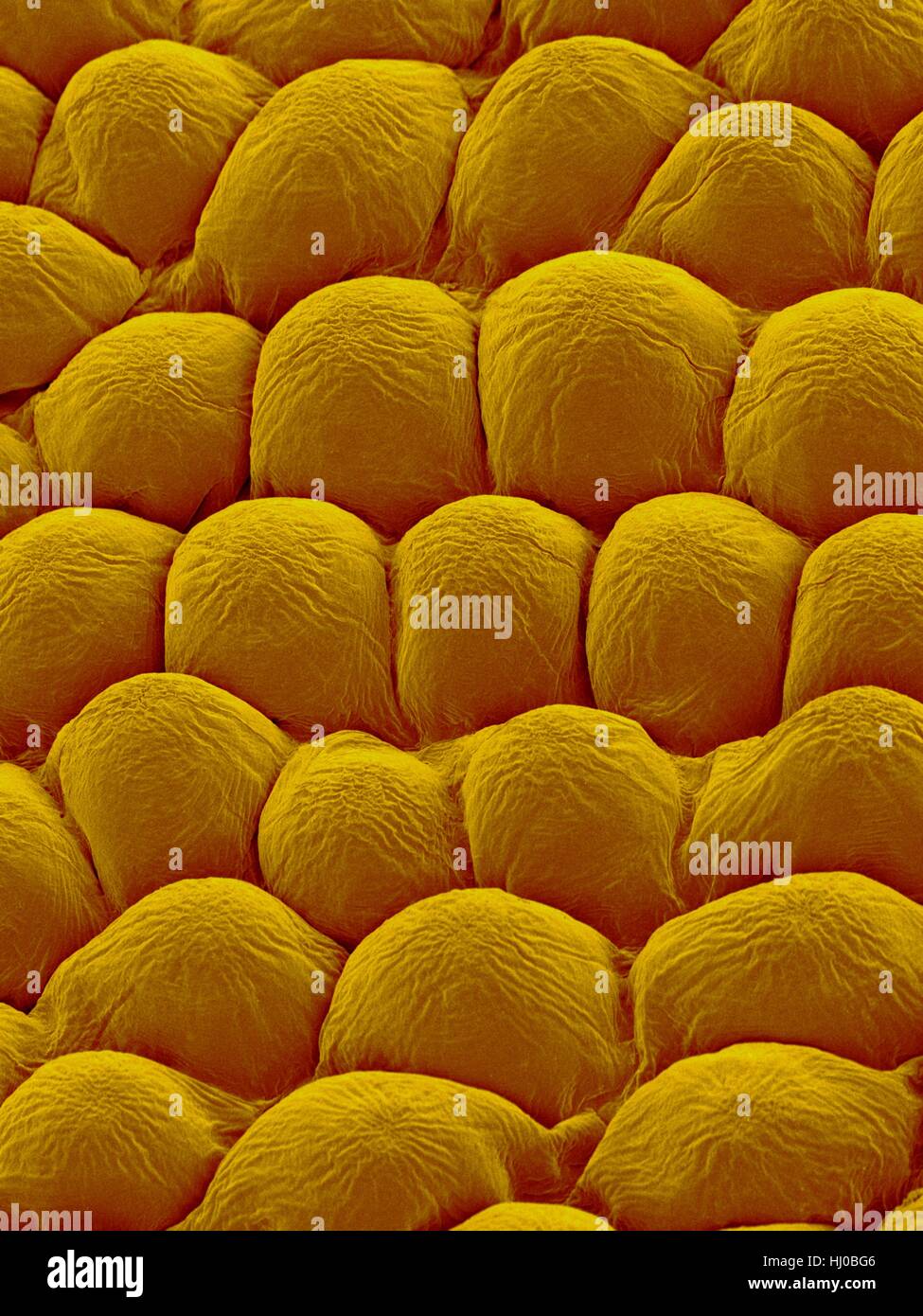 Plant cell electron micrograph -Fotos und -Bildmaterial in hoher ...