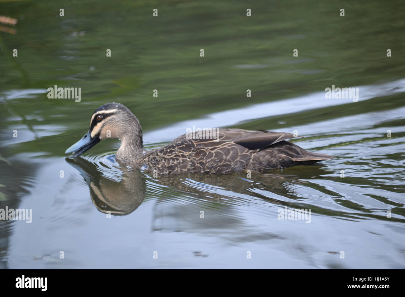 Bewegende ente -Fotos und -Bildmaterial in hoher Auflösung – Alamy