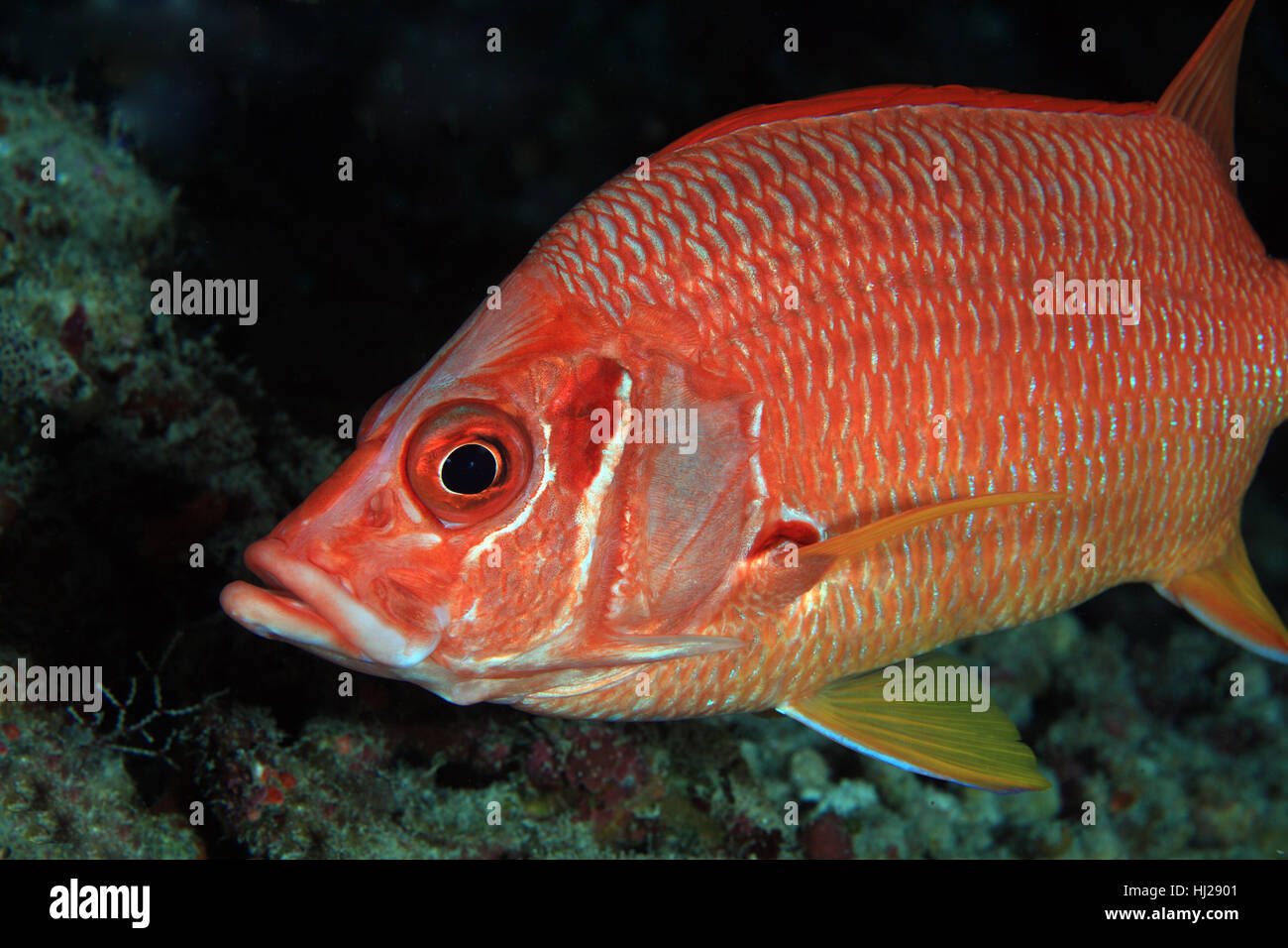 Hussars fish -Fotos und -Bildmaterial in hoher Auflösung – Alamy