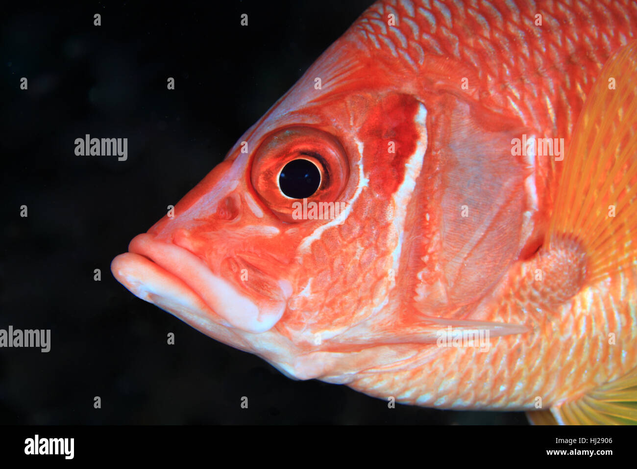 Hussars fish -Fotos und -Bildmaterial in hoher Auflösung – Alamy