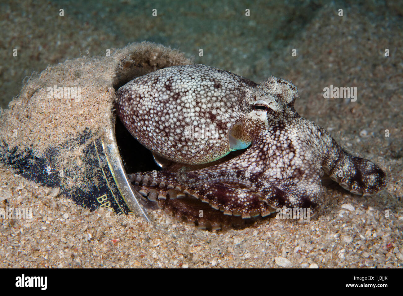 Getarnt oktopus auf dem riff -Fotos und -Bildmaterial in hoher ...