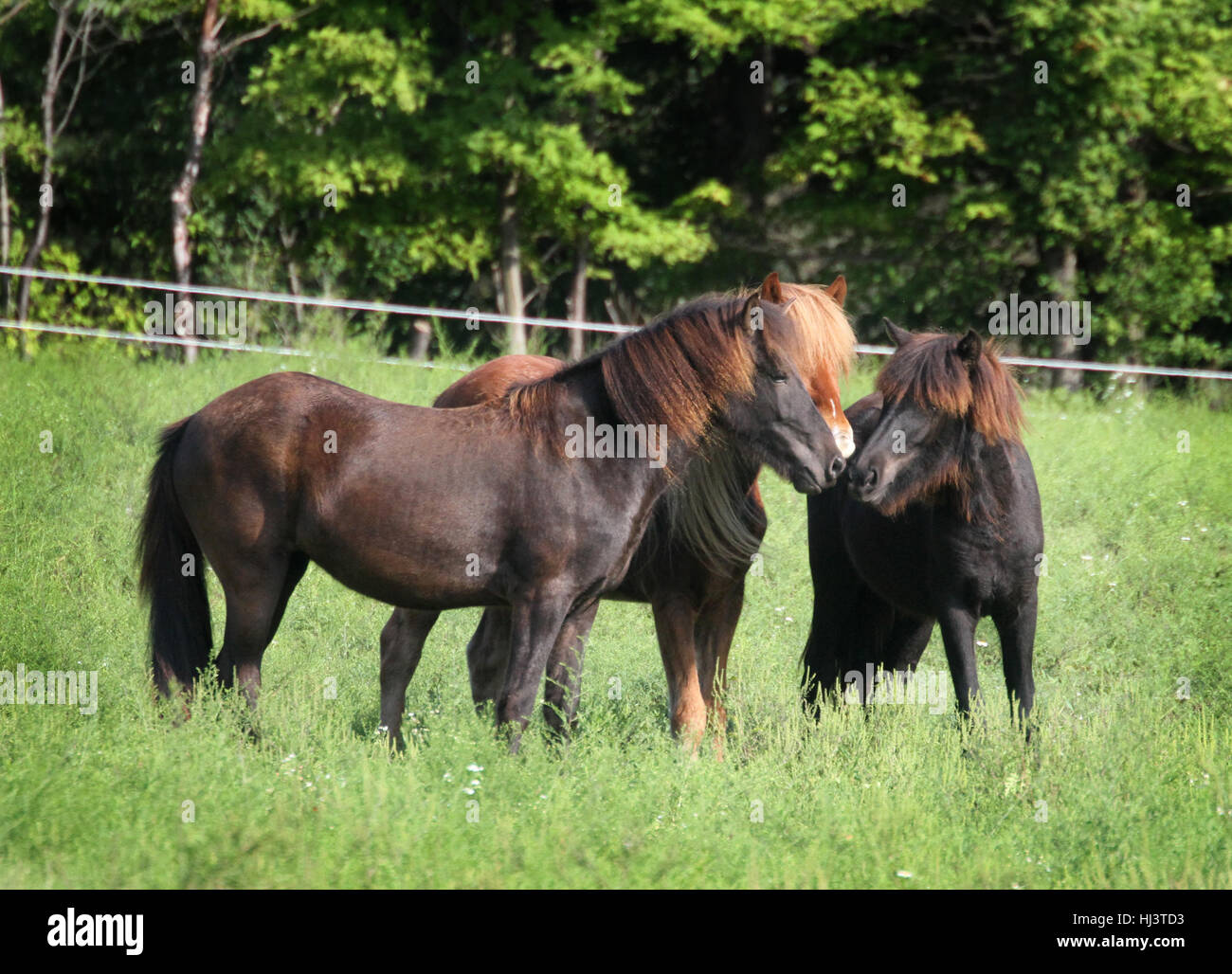Pony trio Stockfotos und -bilder Kaufen - Alamy