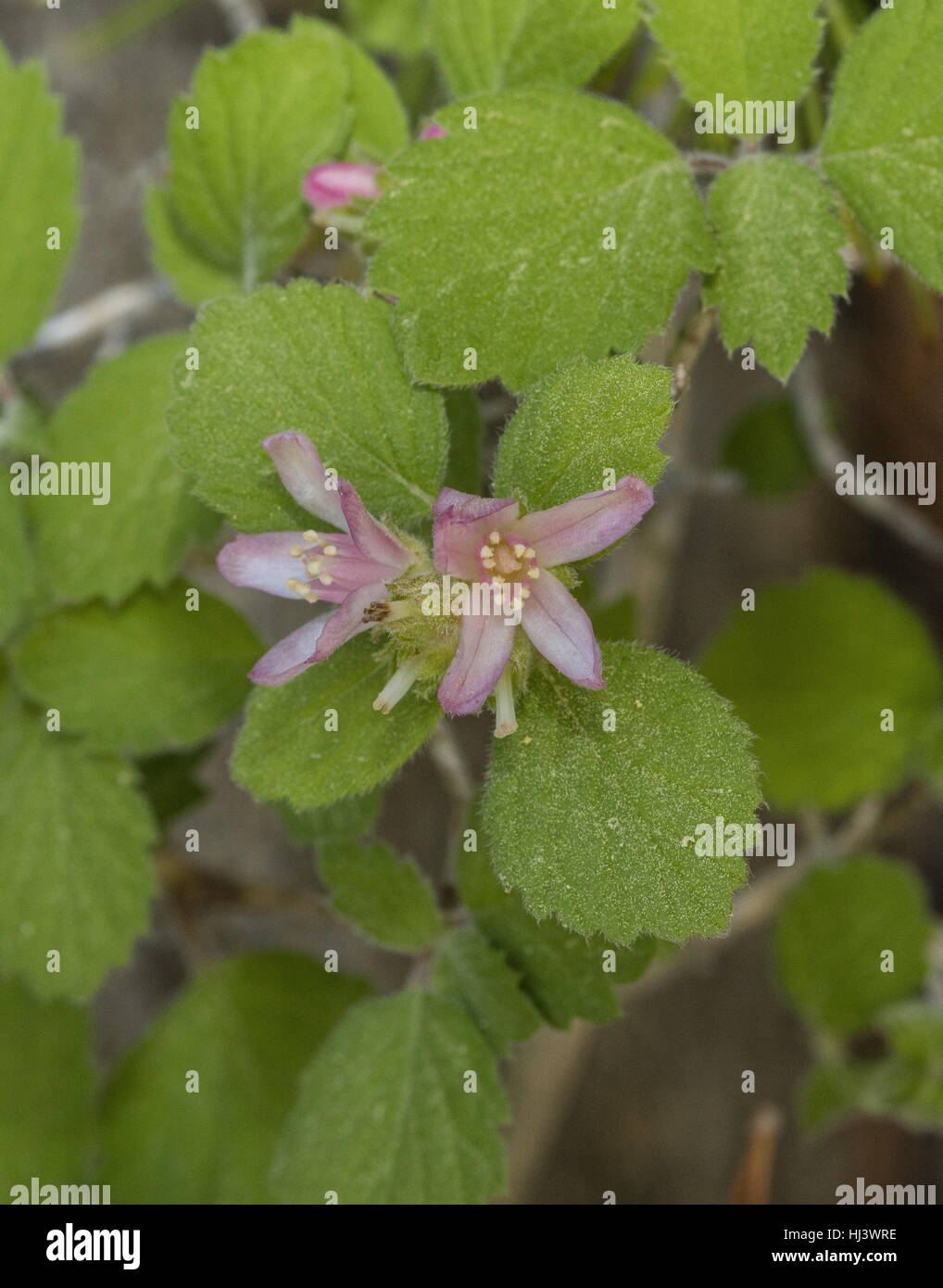 Hydrangaceae -Fotos und -Bildmaterial in hoher Auflösung – Alamy