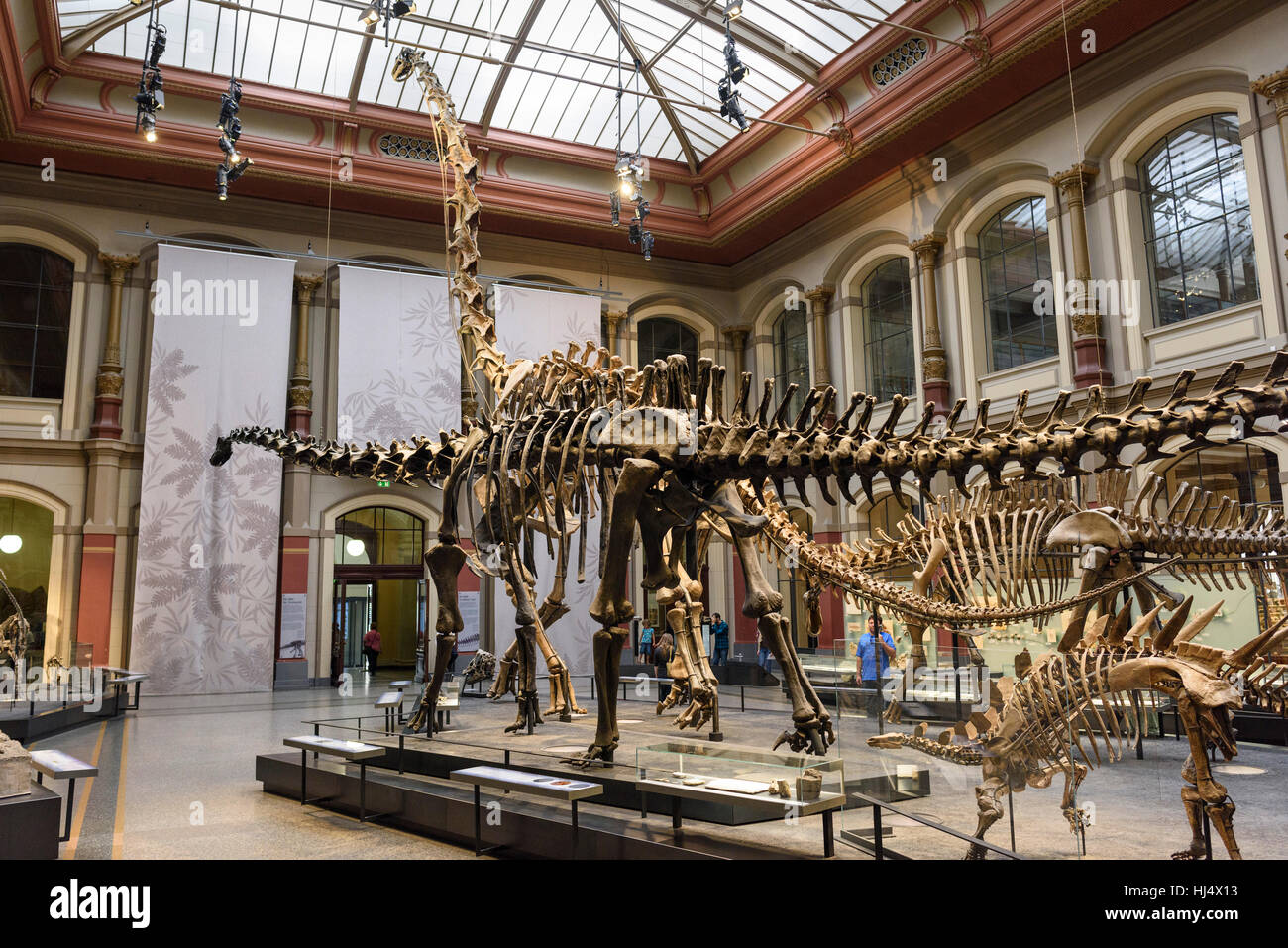 Berlin. Deutschland. Museums Für Naturkunde, Dinosaurier-Halle mit dem ...