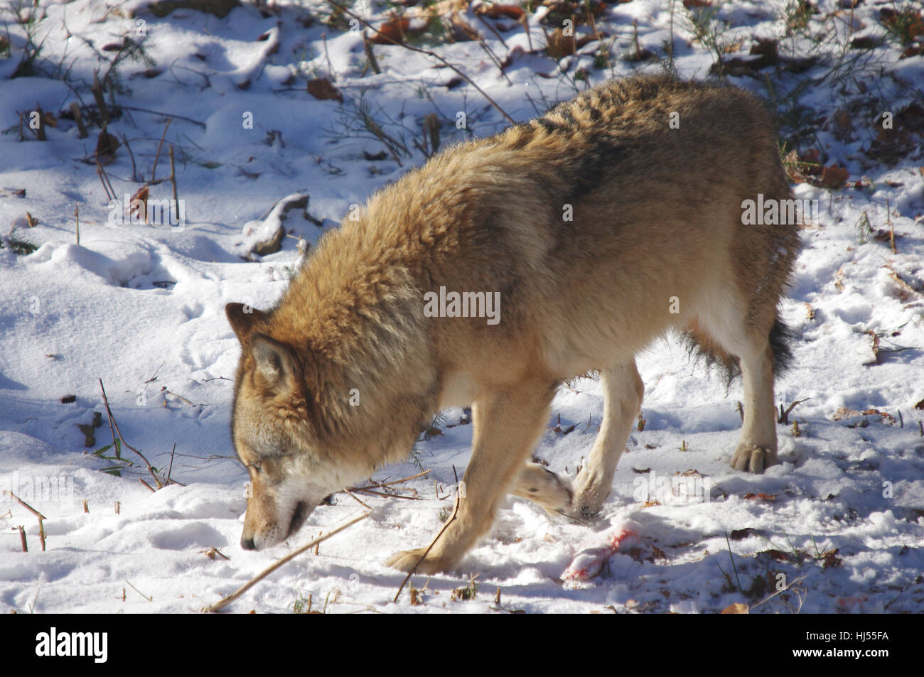 Beute waffe -Fotos und -Bildmaterial in hoher Auflösung – Alamy